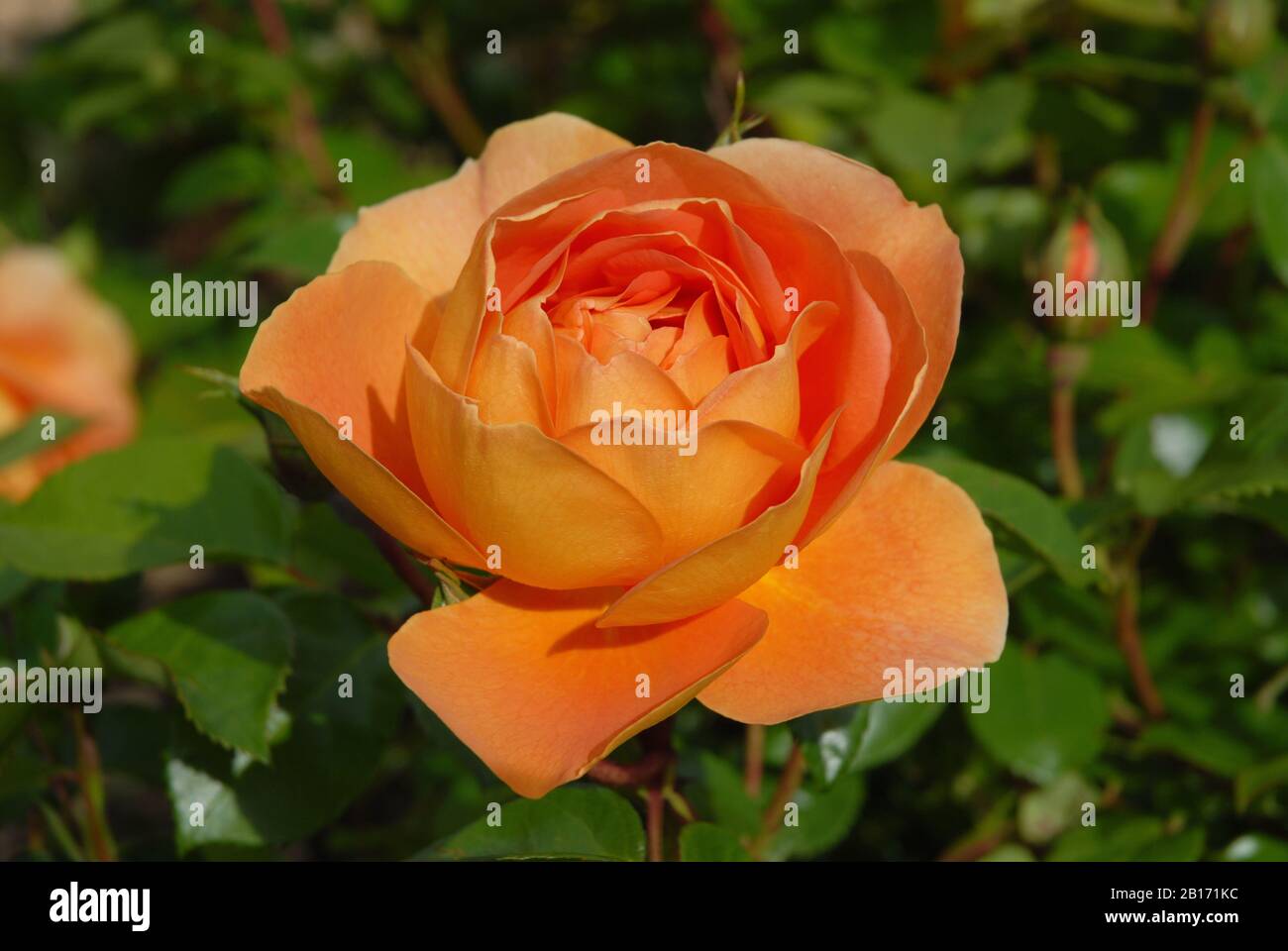 English shrub rose, Pat Austin Stock Photo - Alamy