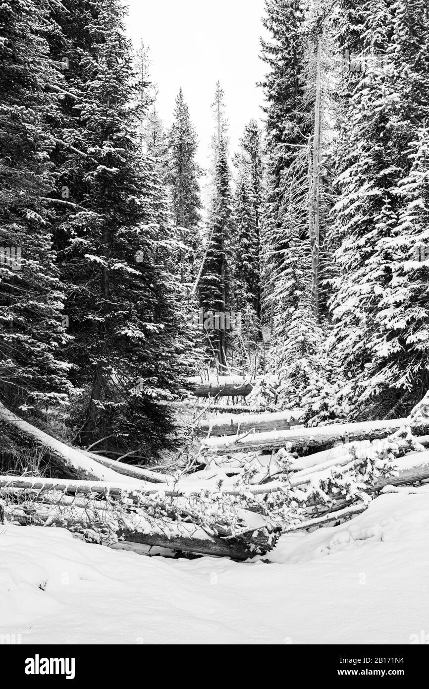Creek in winter with fallen trees and show lead upward Stock Photo - Alamy