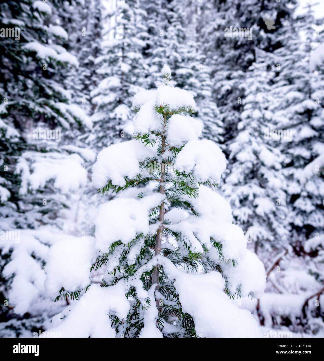 Tree in the wilderness hi-res stock photography and images - Alamy