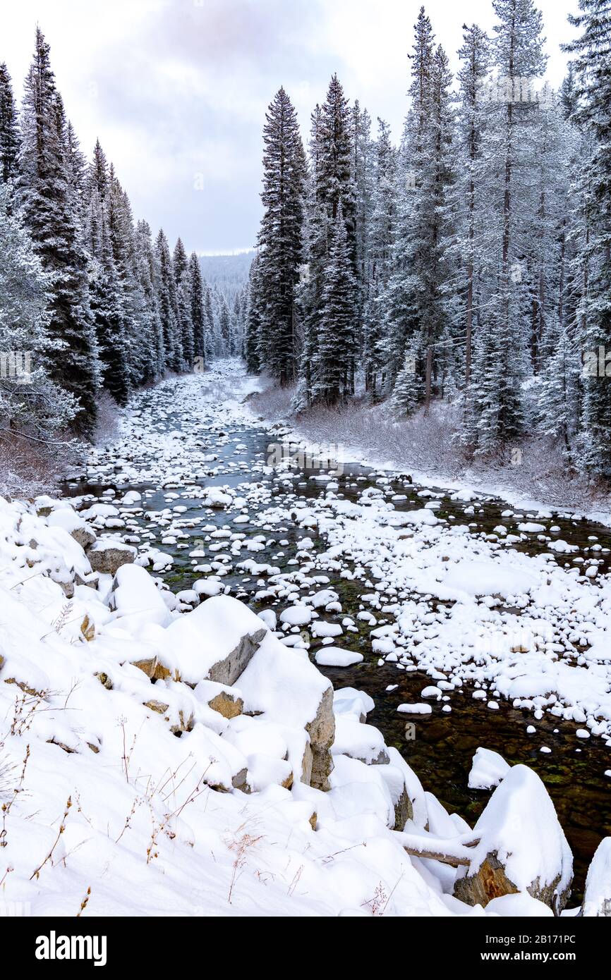 Beautiful river in the winter lines with snow covered trees Stock Photo ...