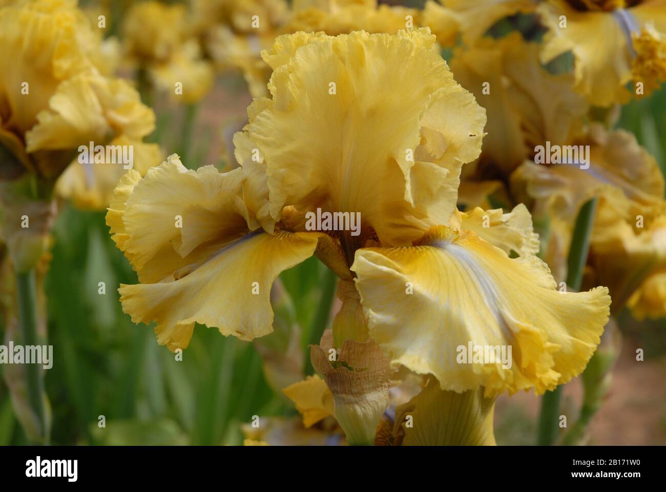 Tall bearded iris iris hi-res stock photography and images - Alamy