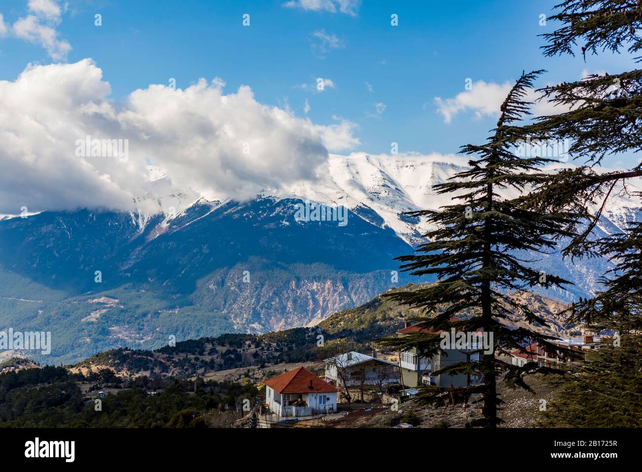 Dried cedar and snowy mountain views in Turkey Stock Photo - Alamy