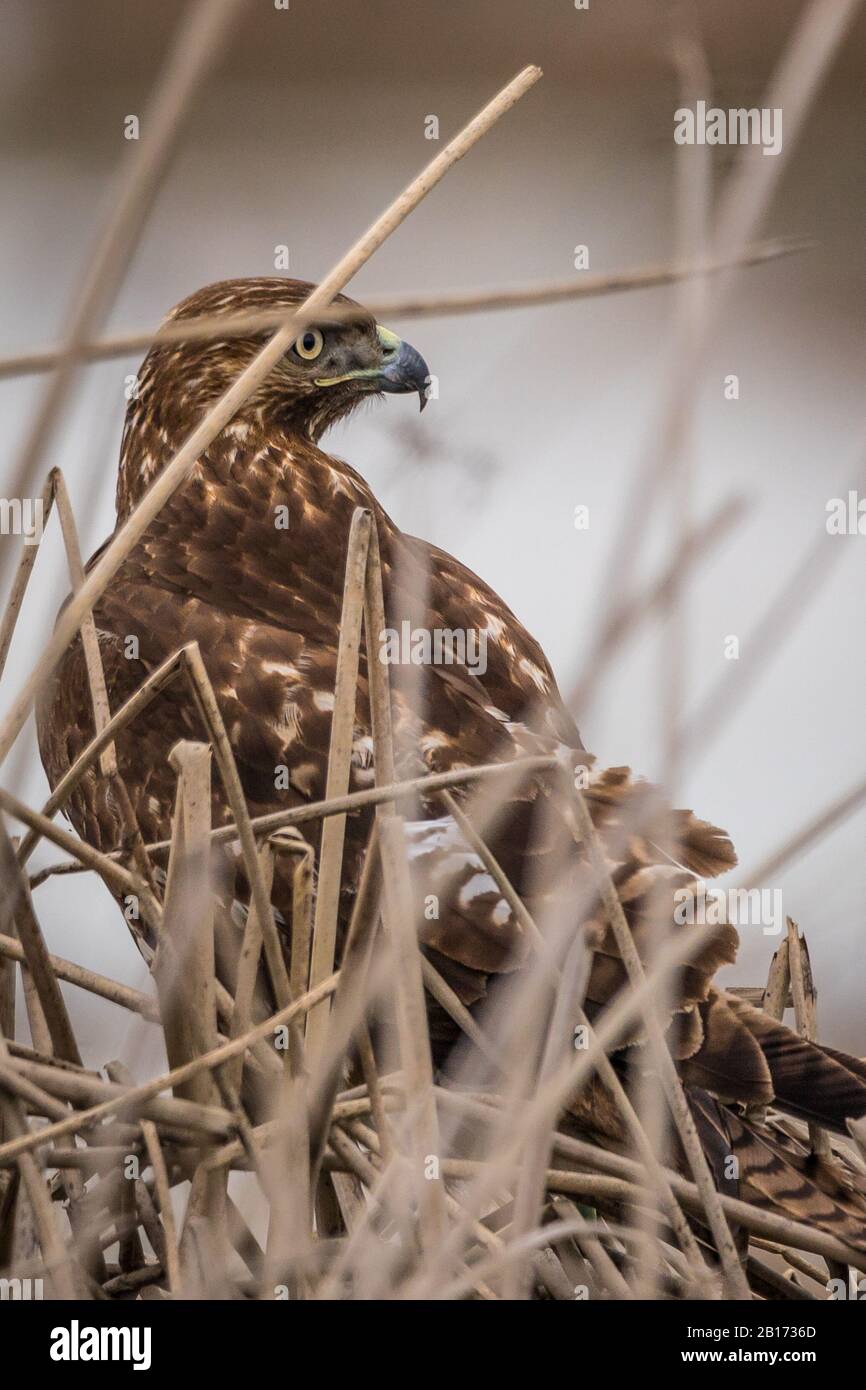 A Red Tailed Hawk (Buteo jamaicensis) at the Merced National wildlife ...