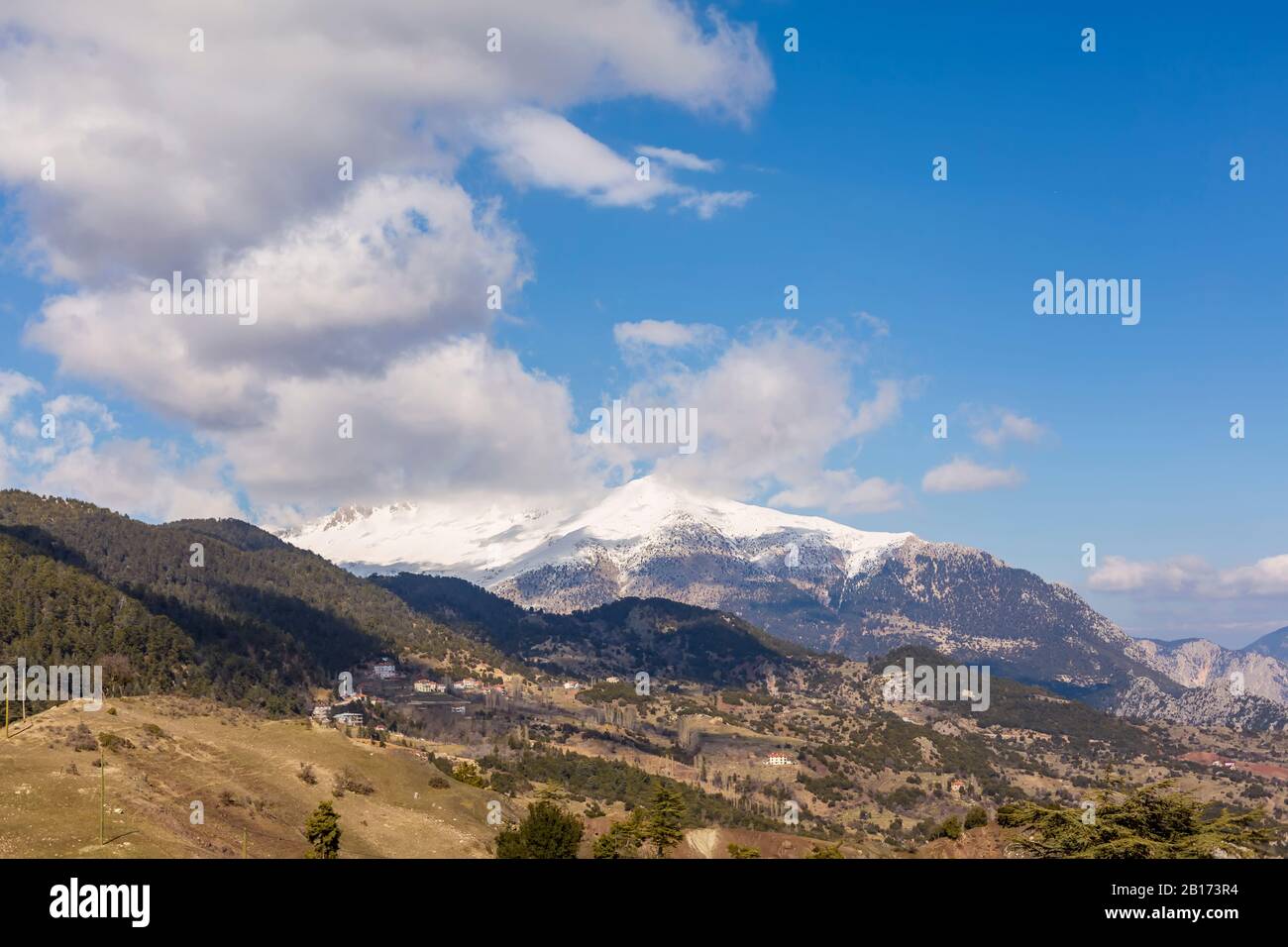 African cedar cedrus atlantica hi-res stock photography and images - Alamy