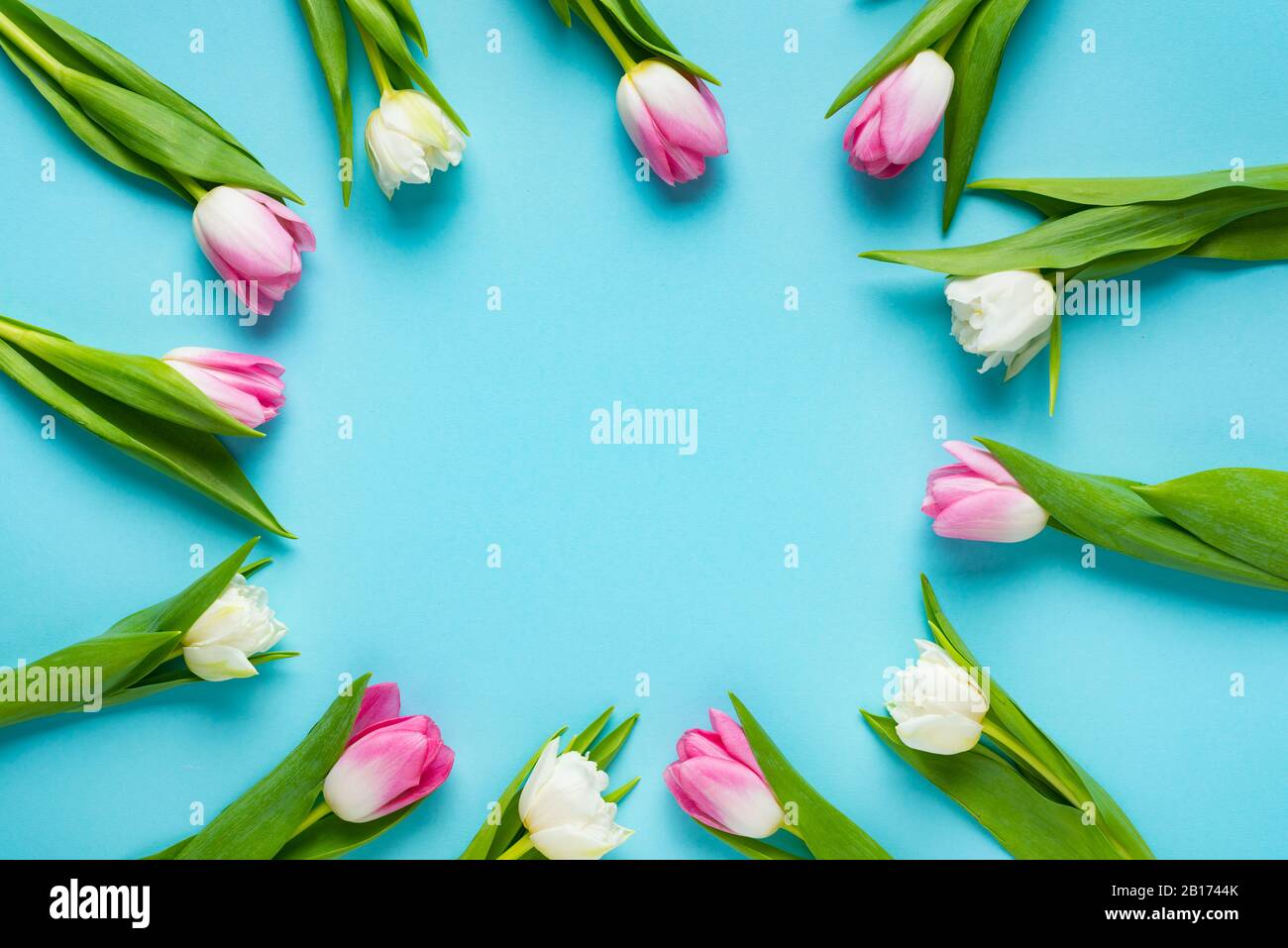 Top view of circle frame of tulips on blue background Stock Photo - Alamy