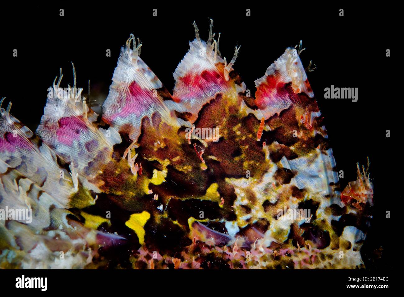 Detail of the dorsal fin and venomous spines of a Tasseled scorpionfish ...