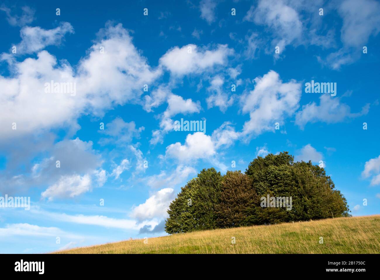 Trees and blue sky, Hackpen Hill, near Swindon, Wiltshire, England ...