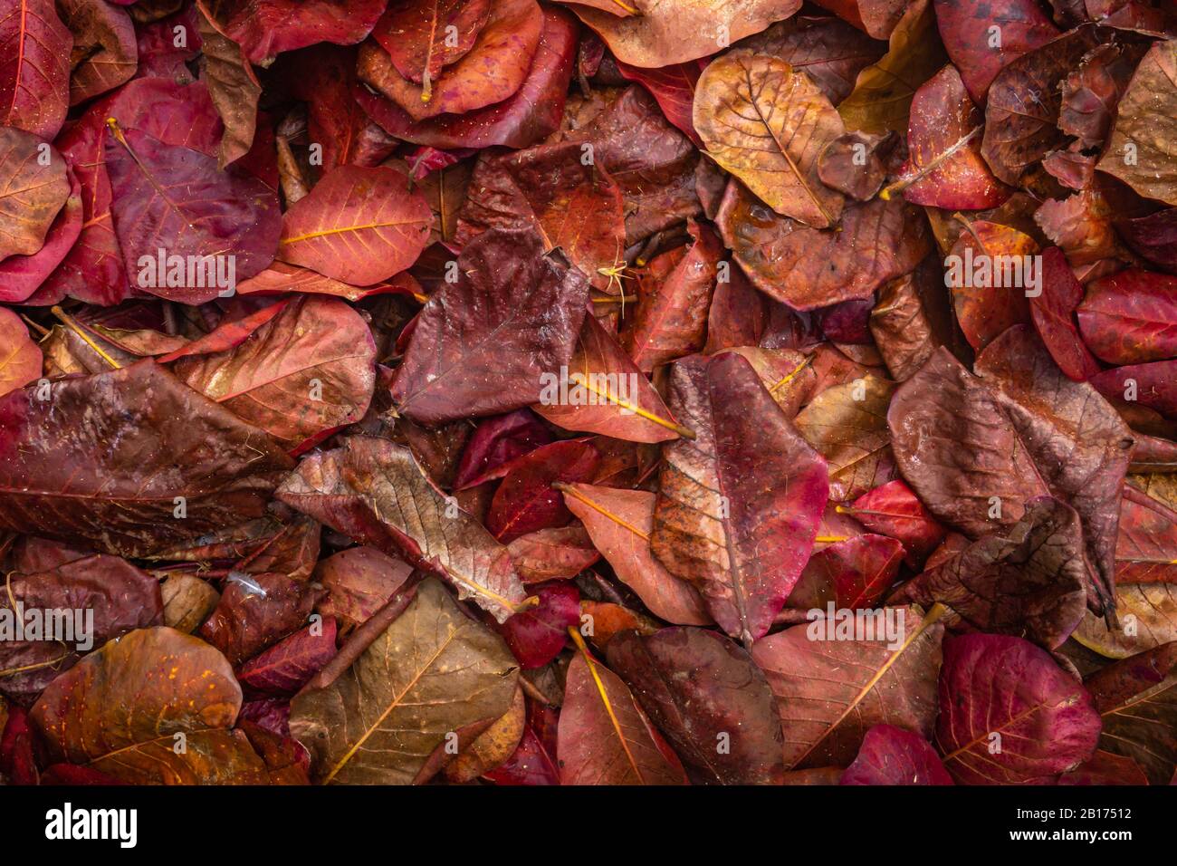 Jungle floor hi-res stock photography and images - Alamy
