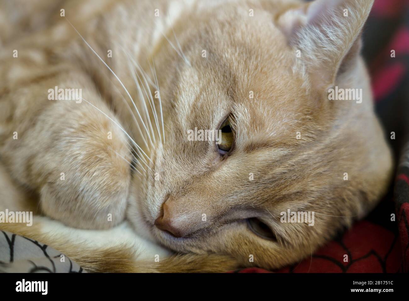 orange tabby cat sleeping with open eyes Stock Photo - Alamy