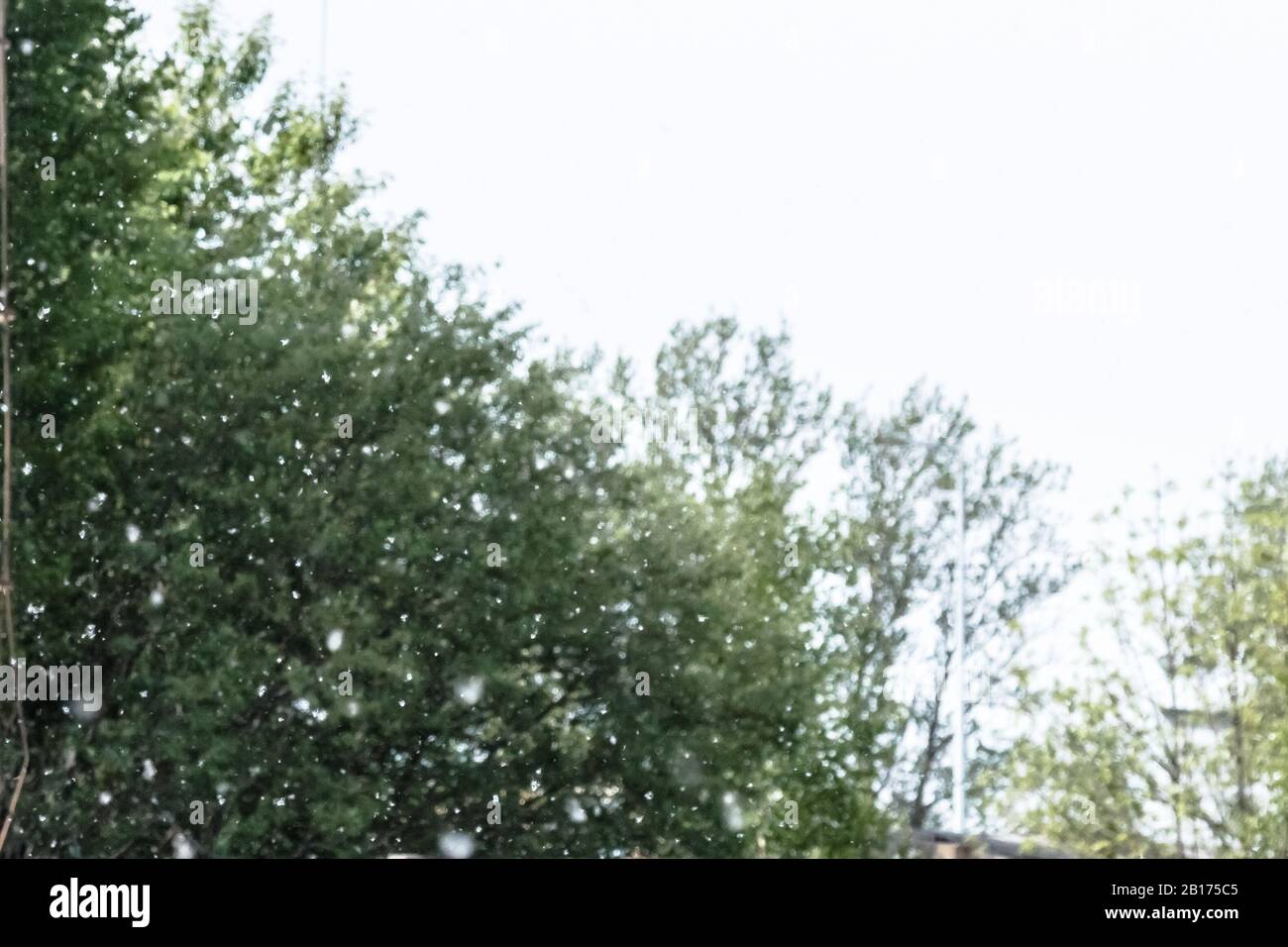 fluff lies on the edge of the road. Fluffy tree seeds poplar ...