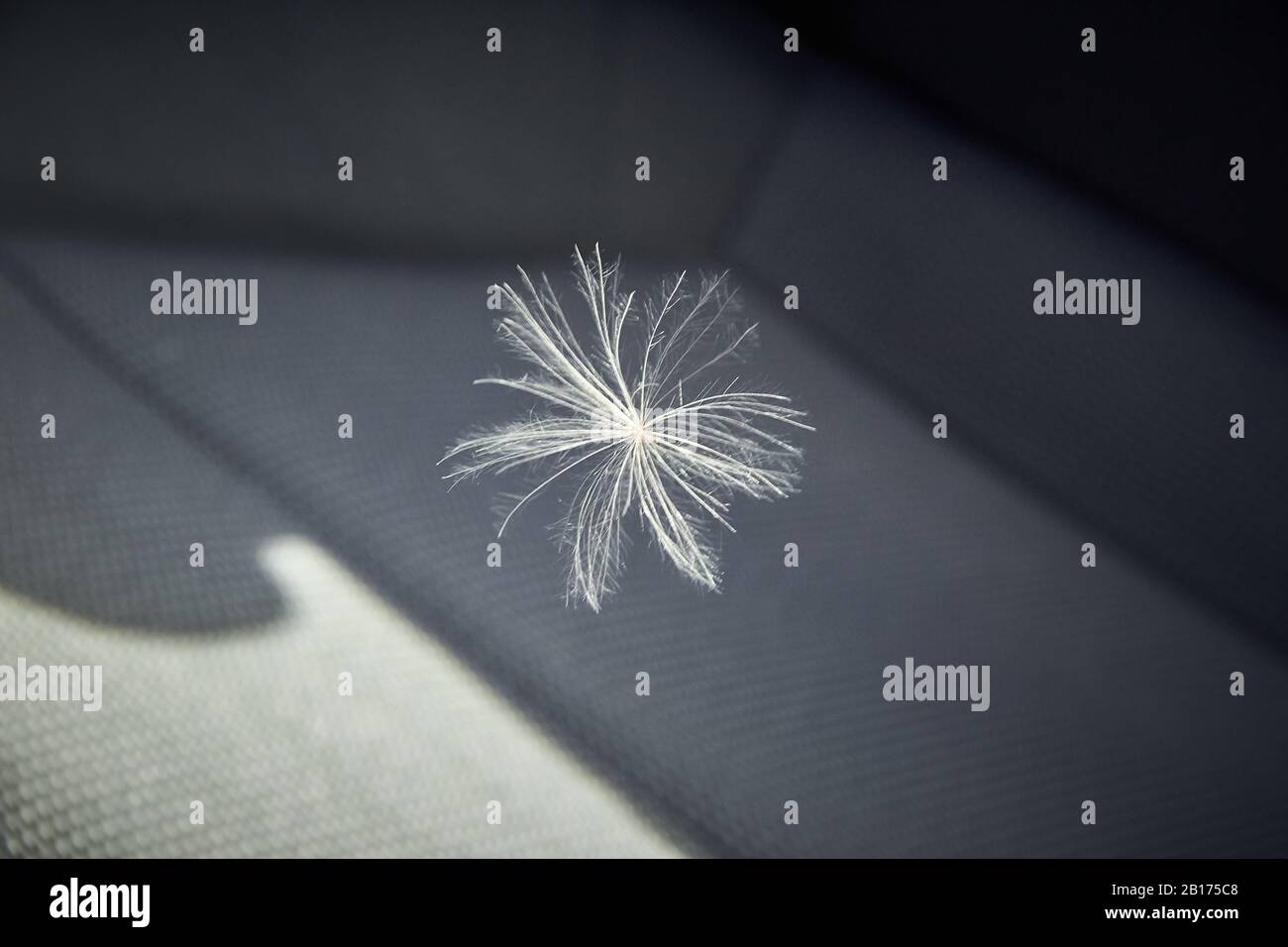 fluff in the car the source of allergies-a symbol of the arrived letter ...