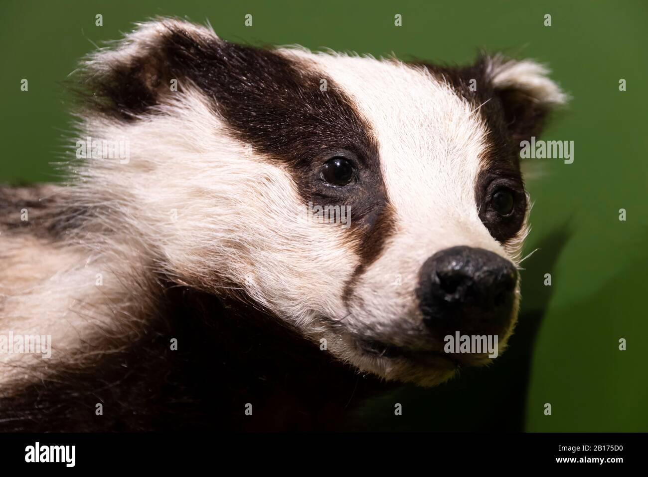 Badger eye hi-res stock photography and images - Alamy
