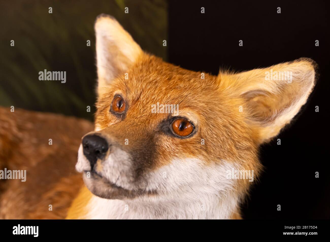 Leicestershire wildlife hi-res stock photography and images - Alamy