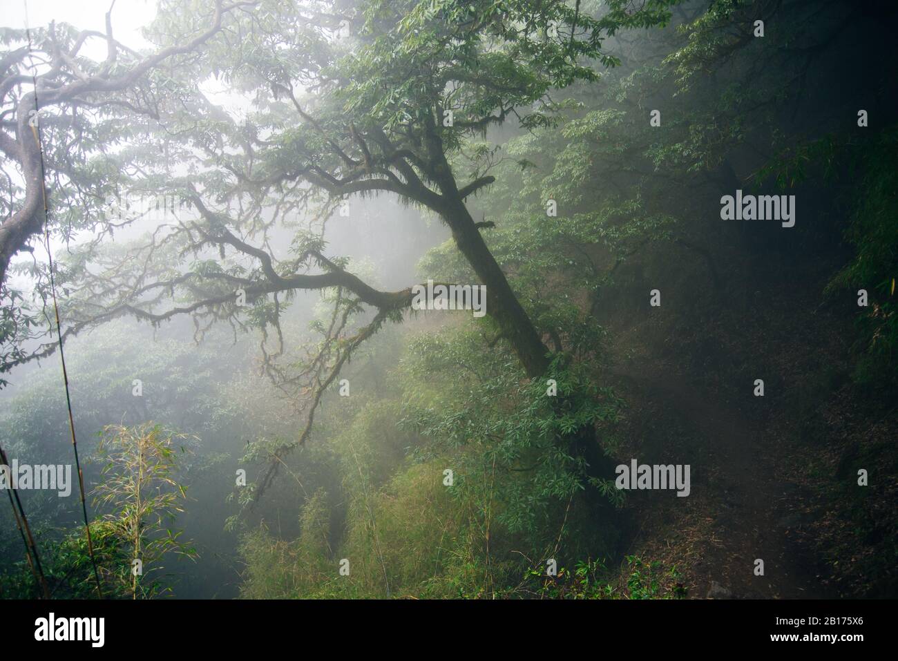 Foggy day in the forest. The trees and fog in the rainforest feel ...