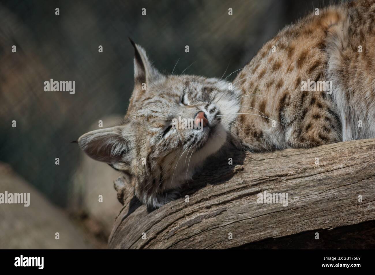 Animal Claw Marks High Resolution Stock Photography and Images - Alamy