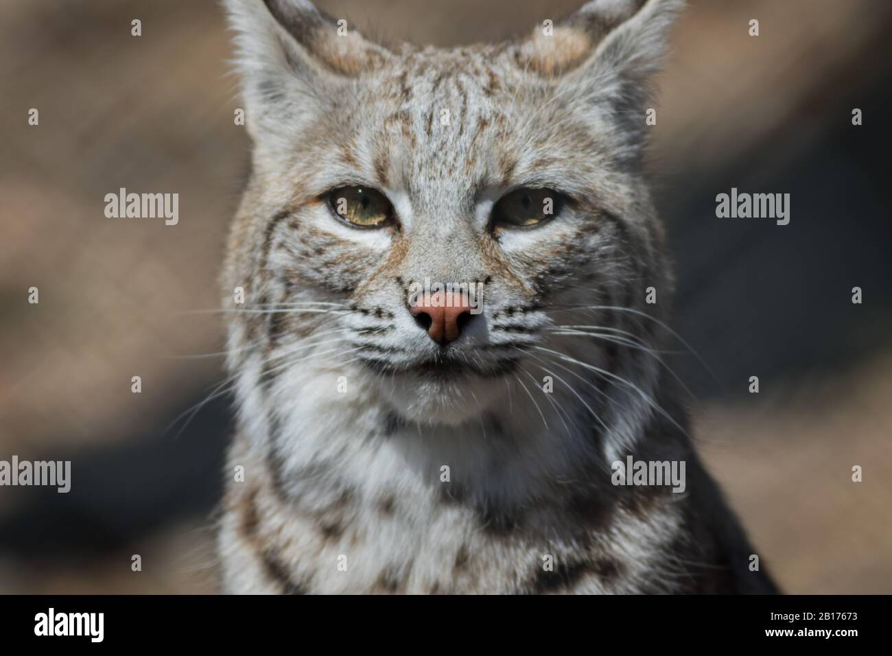 Bobcat (Lynx rufus) profile portrait in woods early spring Stock Photo ...