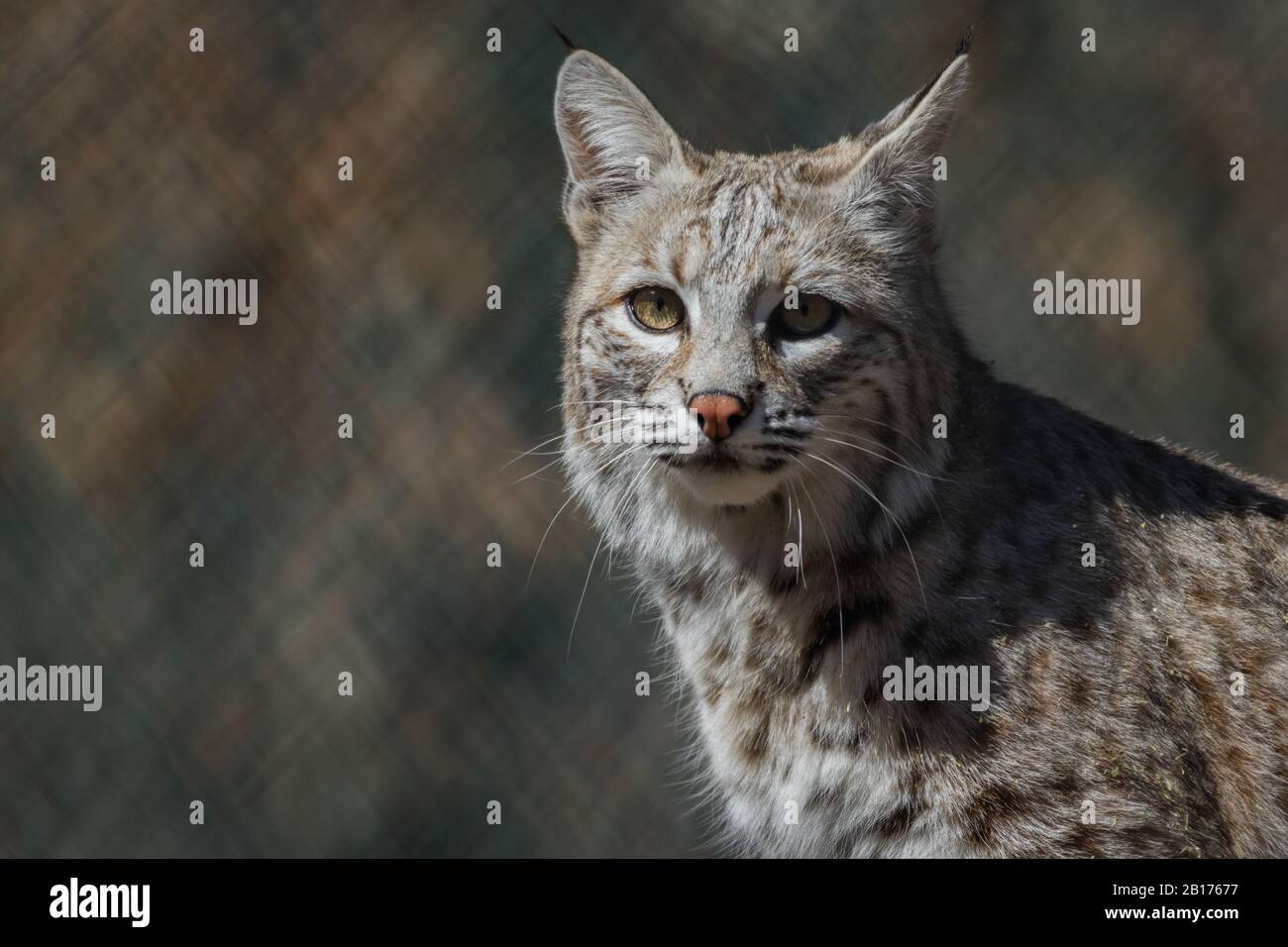 Bobcat (Lynx rufus) profile portrait in woods early spring Stock Photo ...