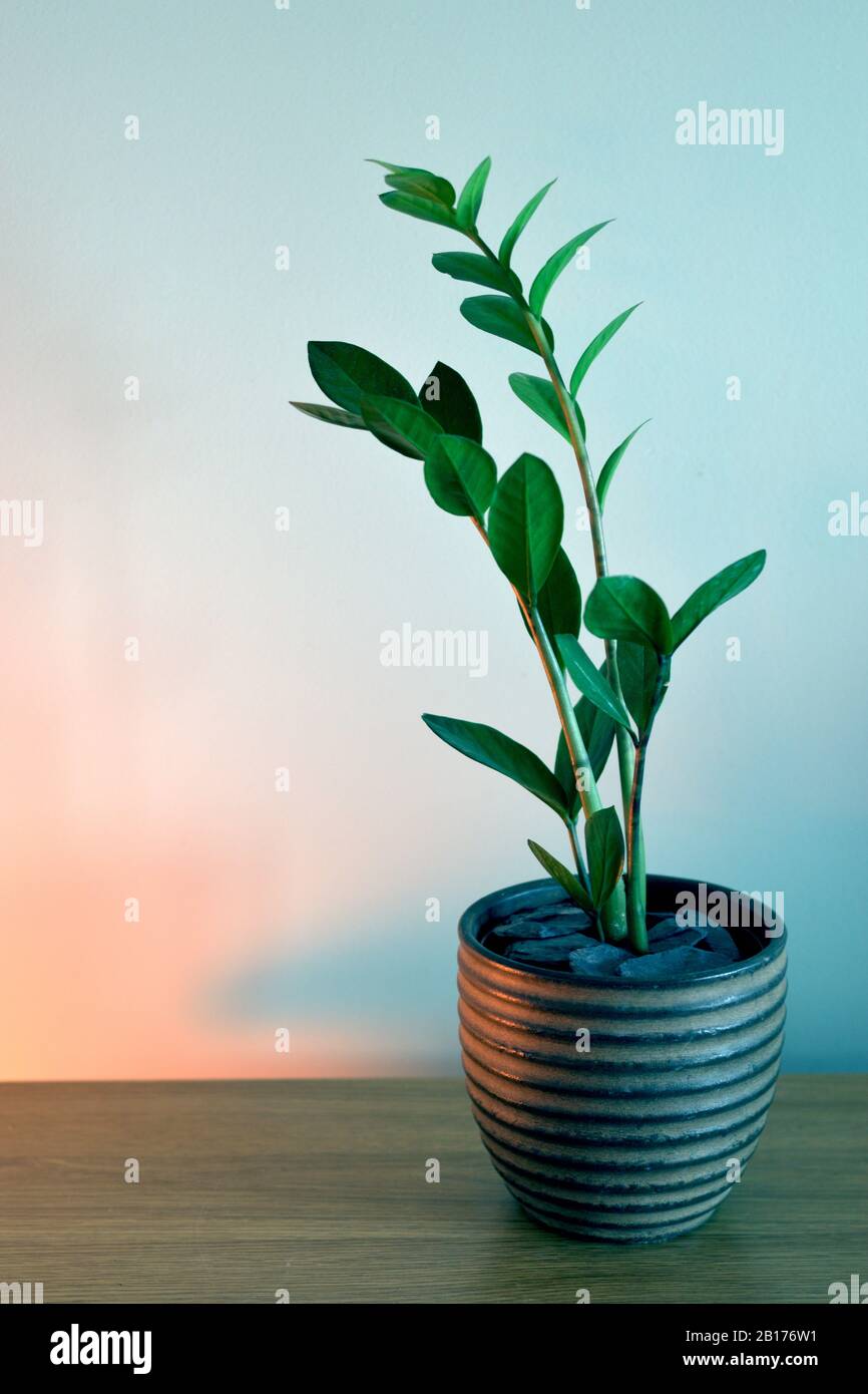 Back lighting hi-res stock photography and images - Alamy