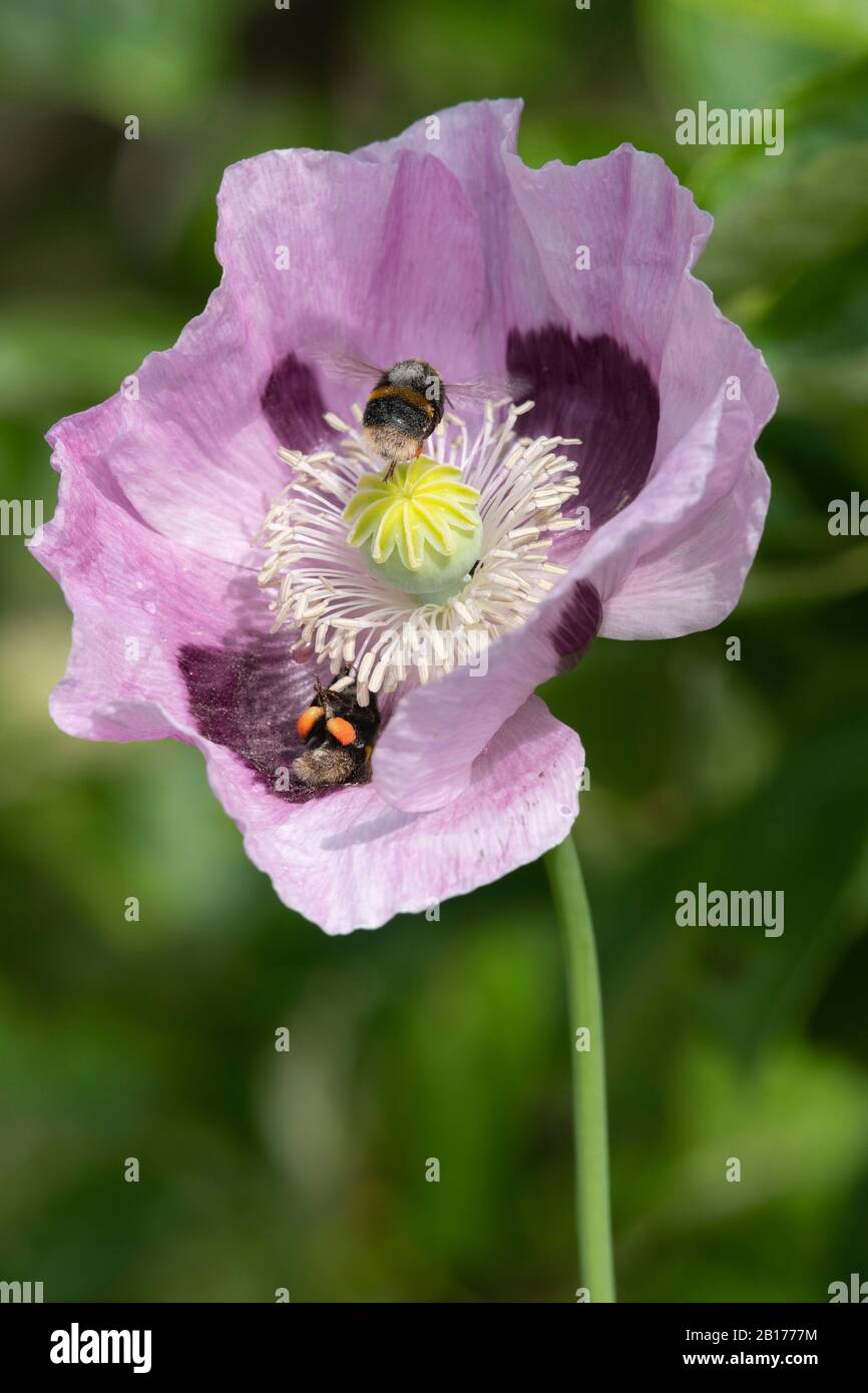 Bumble bee flying flower poppy hi-res stock photography and images - Alamy