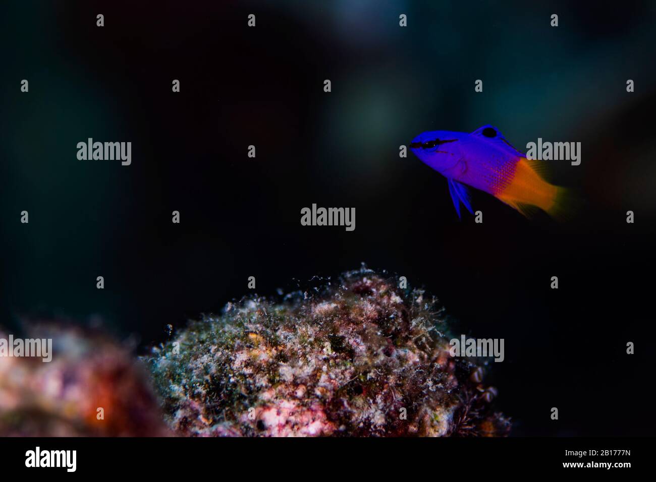 A fairy basslet, or a royal gramma, cruises the reef in Bonaire, The ...