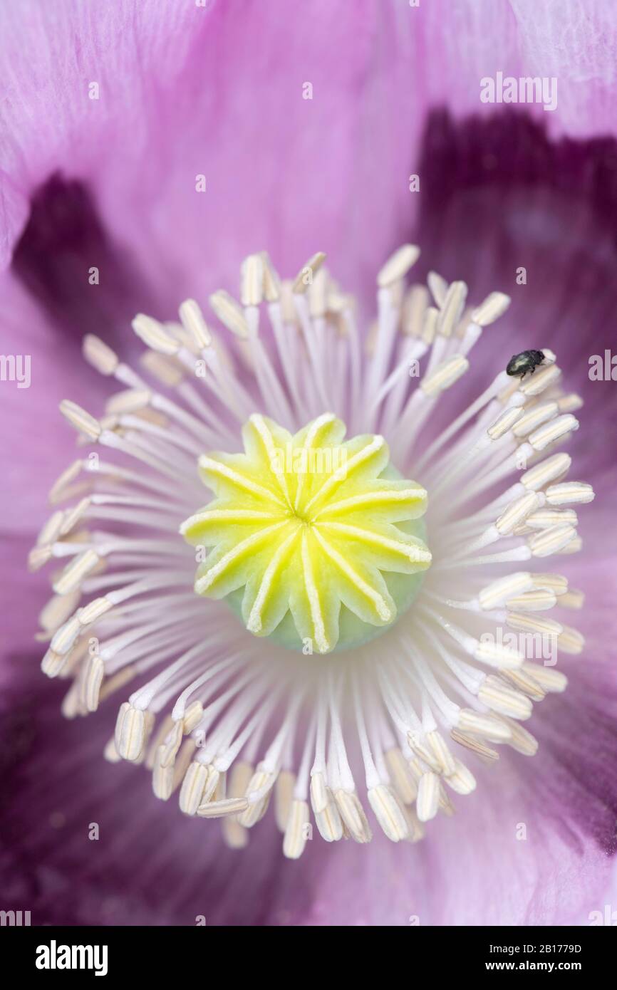 Anther anthers stamen stamens hi-res stock photography and images - Alamy