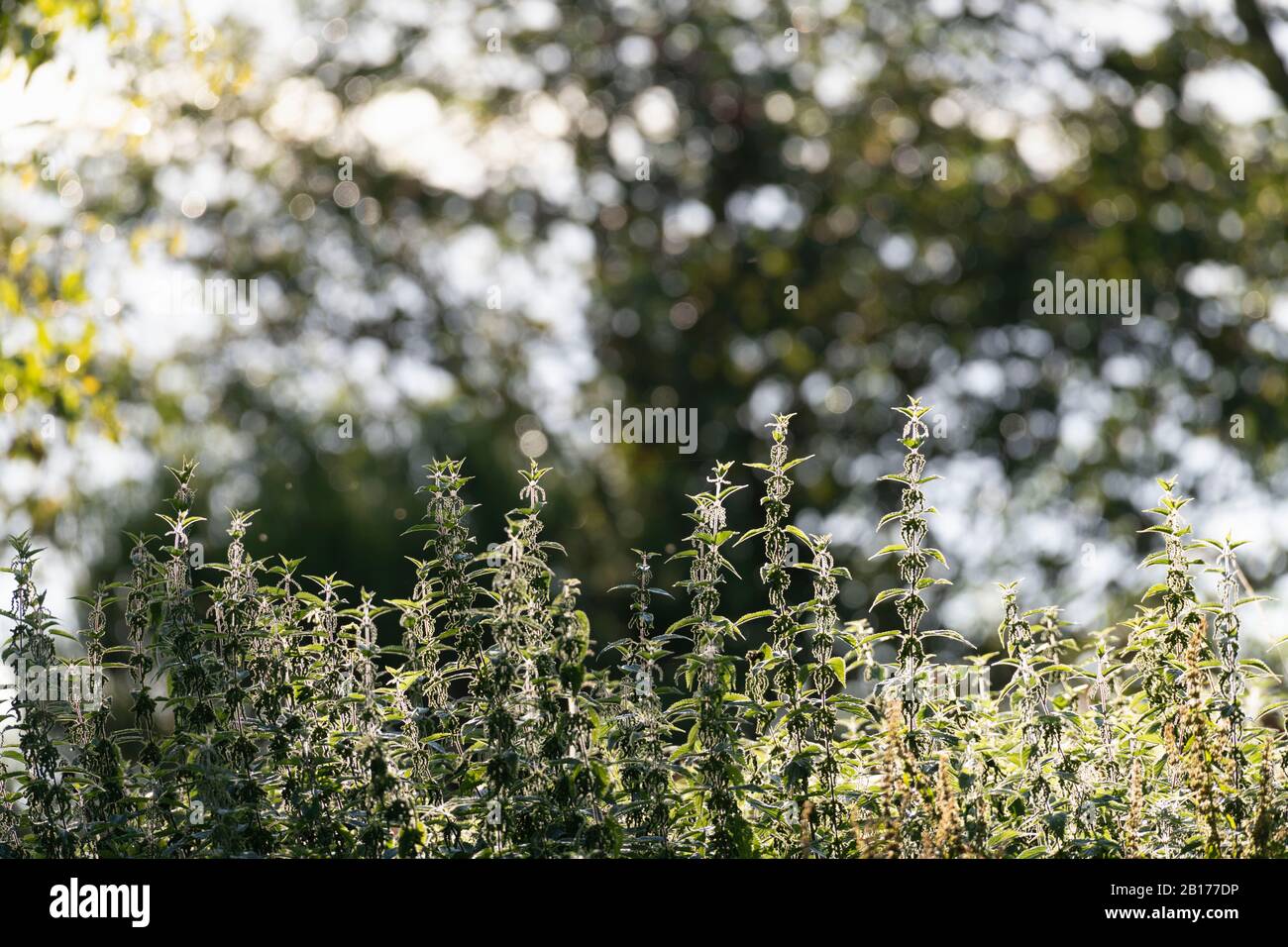 A Clump of Common Nettle, or Stinging Nettle, (Utica Dioica) Backlit ...