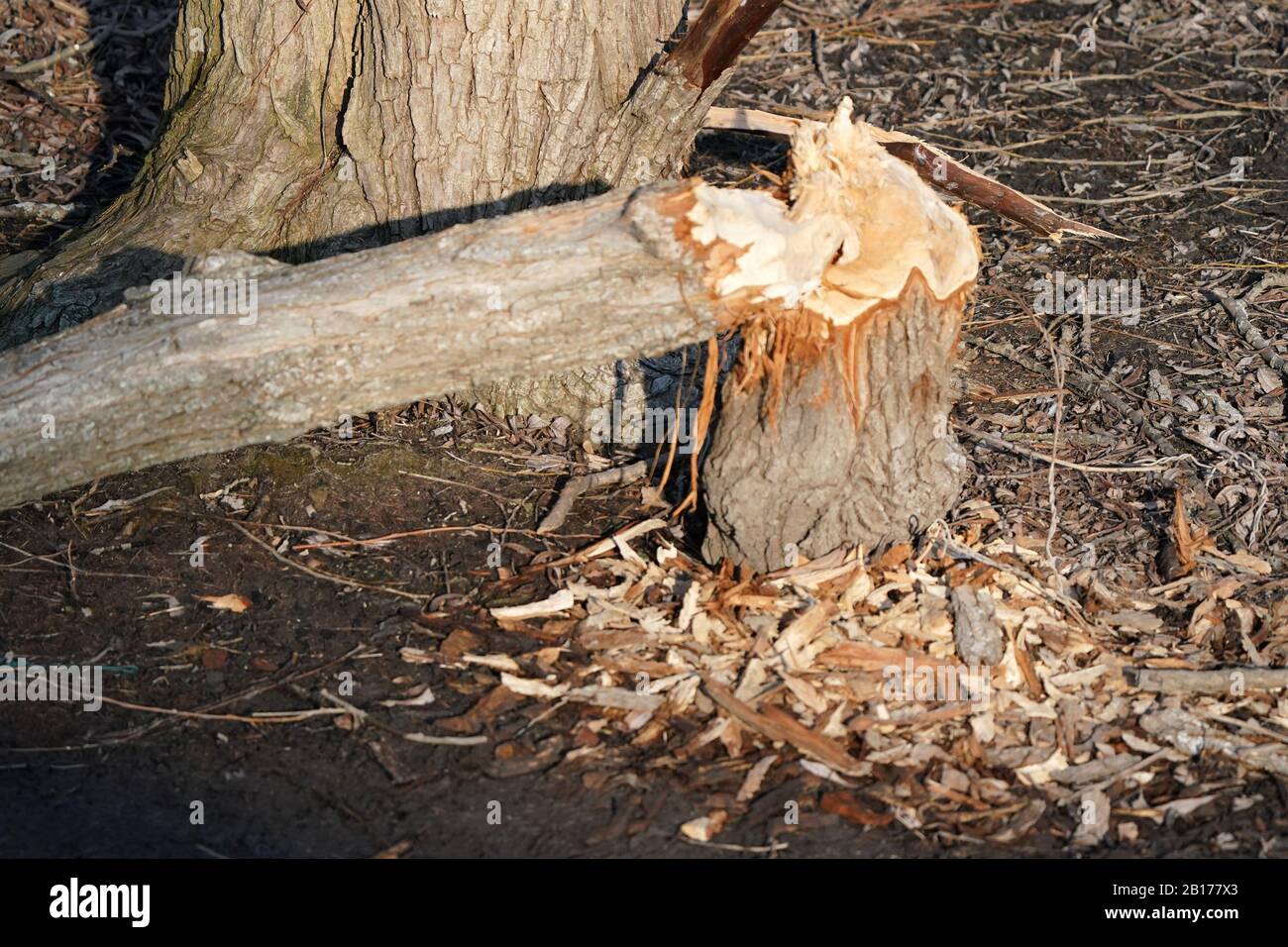 Beaver lodge interior hi-res stock photography and images - Alamy