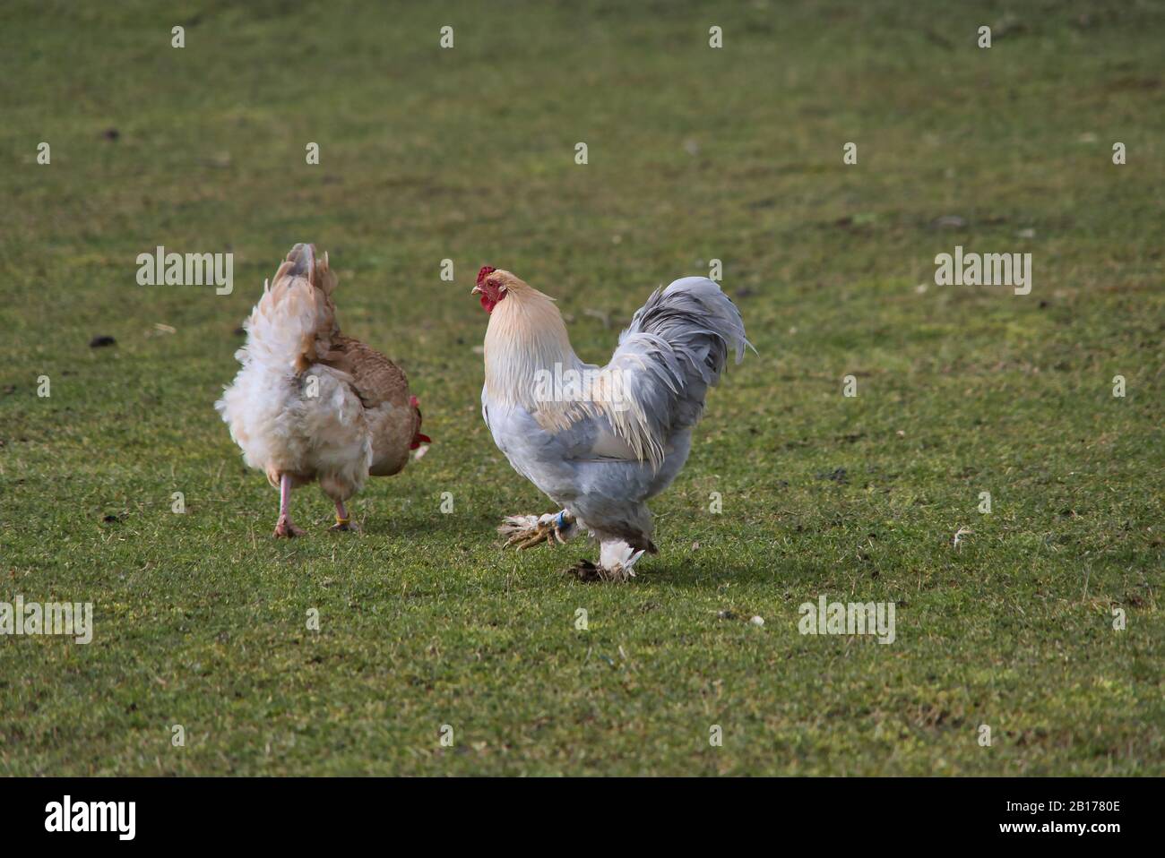 Poultry farming free range hi-res stock photography and images - Alamy