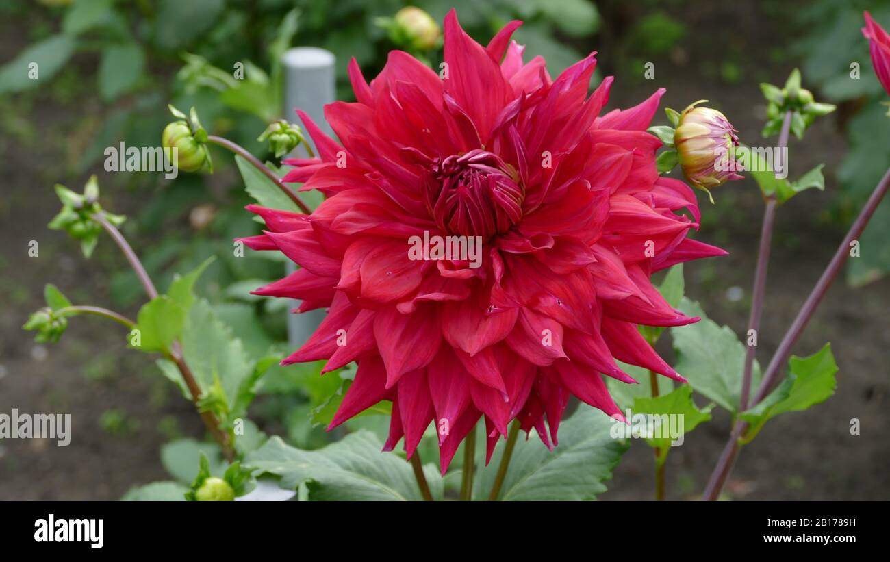 the beautiful and beautiful dahlias in the garden Stock Photo - Alamy