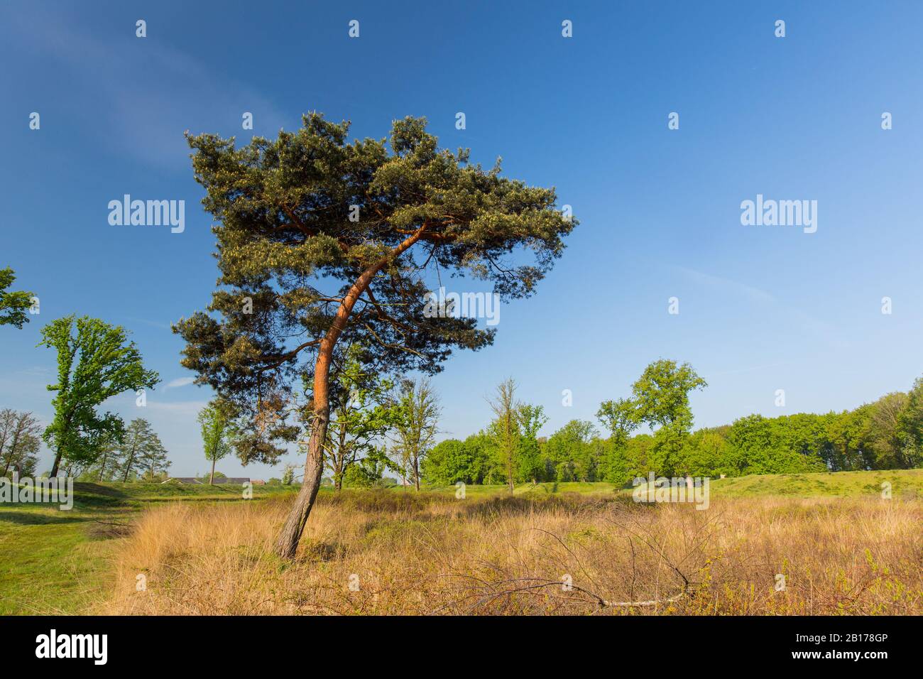 Scotch pine, Scots pine (Pinus sylvestris), landscape at fortification ...