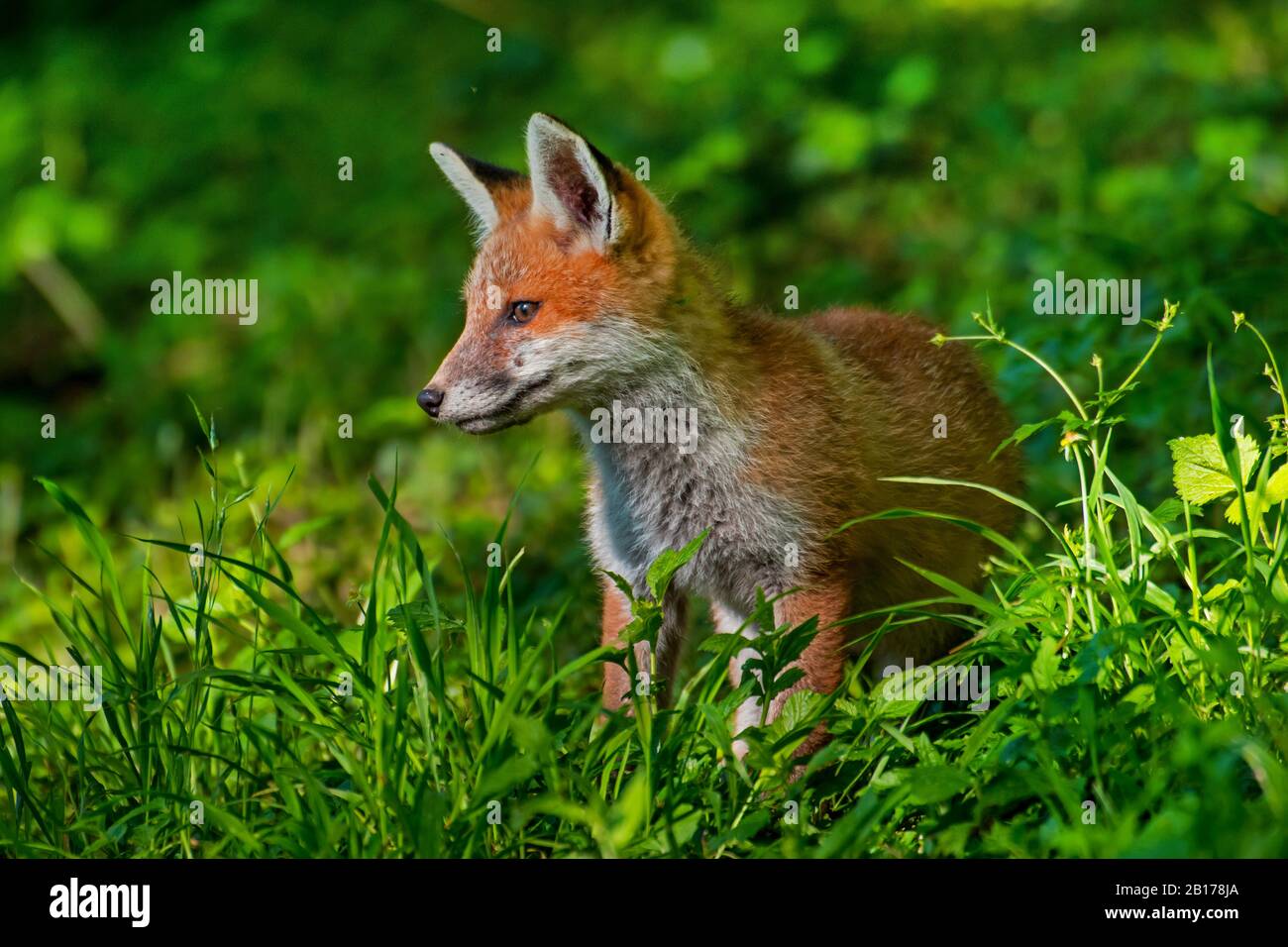 red fox (Vulpes vulpes), fox cub foraging in a forest meadow, Switzerland, Sankt Gallen Stock ...