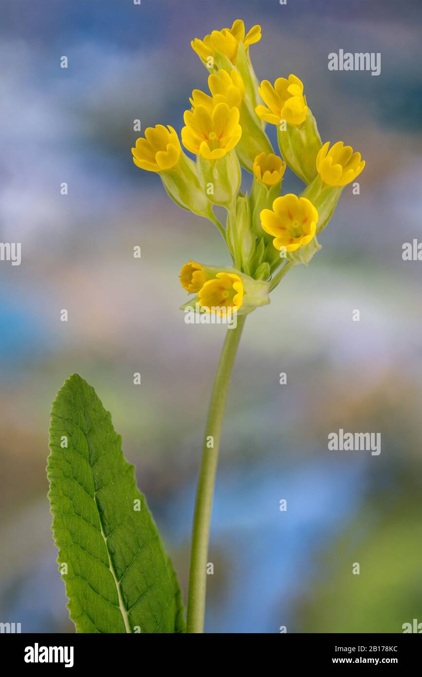 Cowslip, Common cowslip, Cowslip primrose (Primula veris, Primula ...