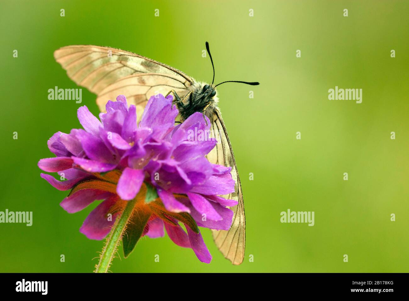 clouded apollo, black apollo (Parnassius mnemosyne), sits on a flower ...