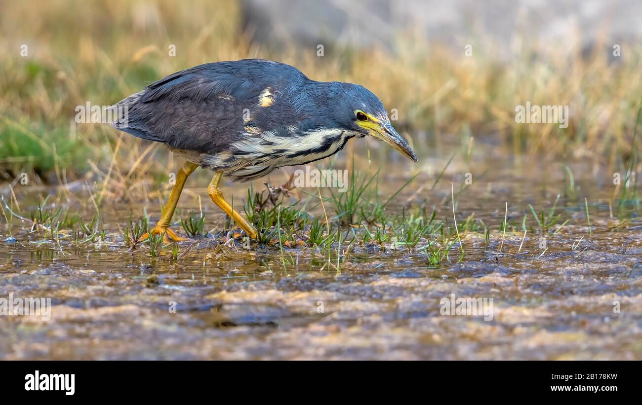 African Heron High Resolution Stock Photography and Images - Alamy