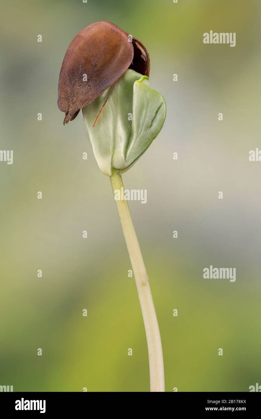 Beech Tree Seedling Fagus Sylvatica High Resolution Stock Photography ...