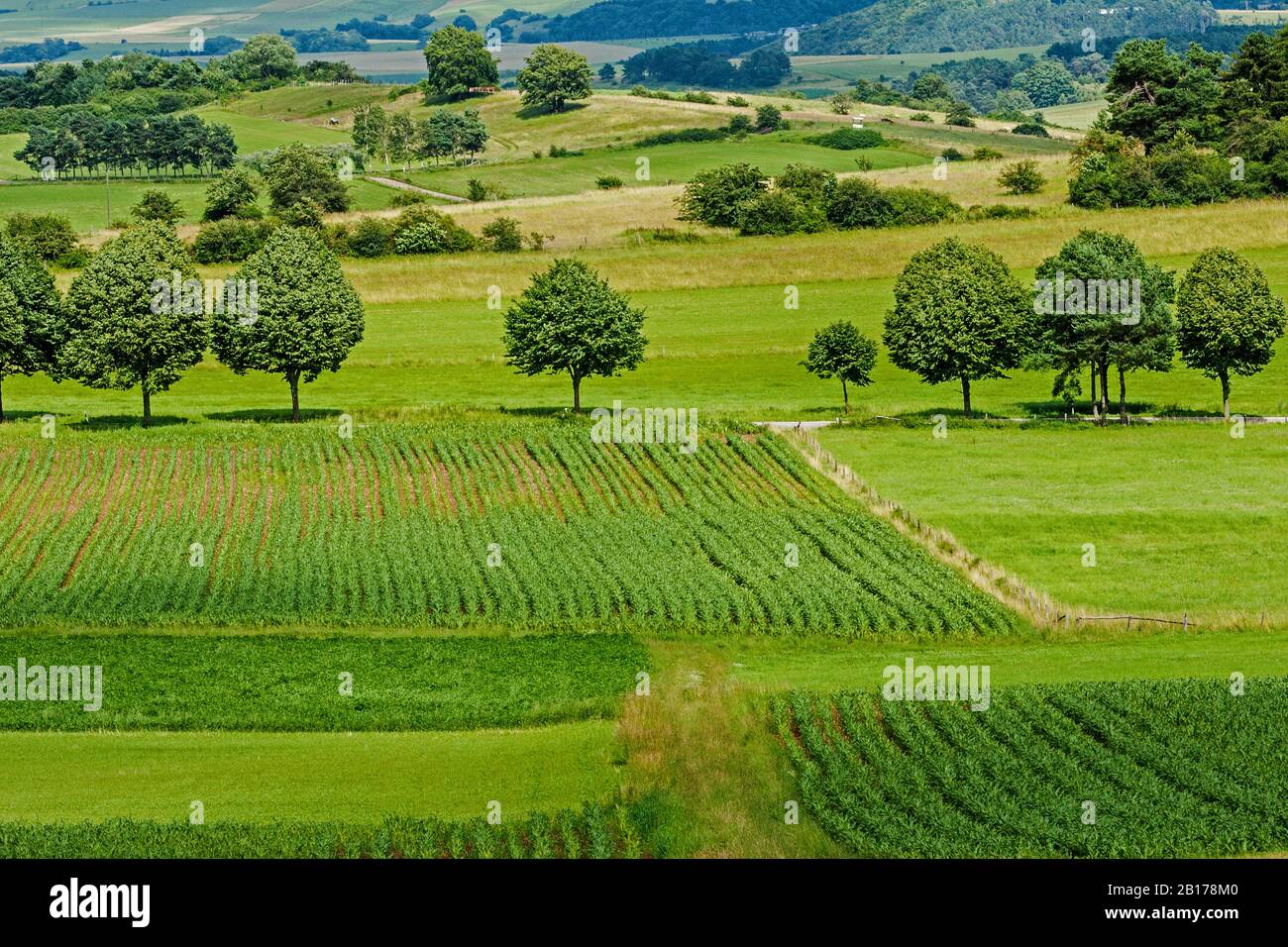 Corn field in the Eifel, Germany, North Rhine-Westphalia, Eifel ...