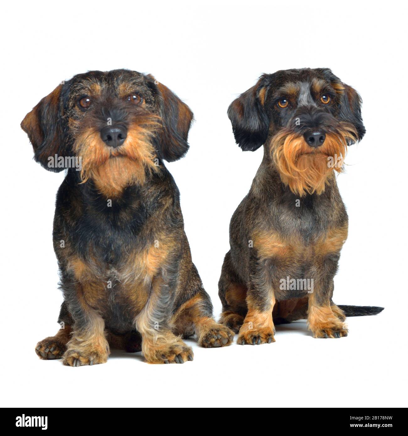 Wire-haired Dachshund, Wire-haired sausage dog, domestic dog (Canis ...