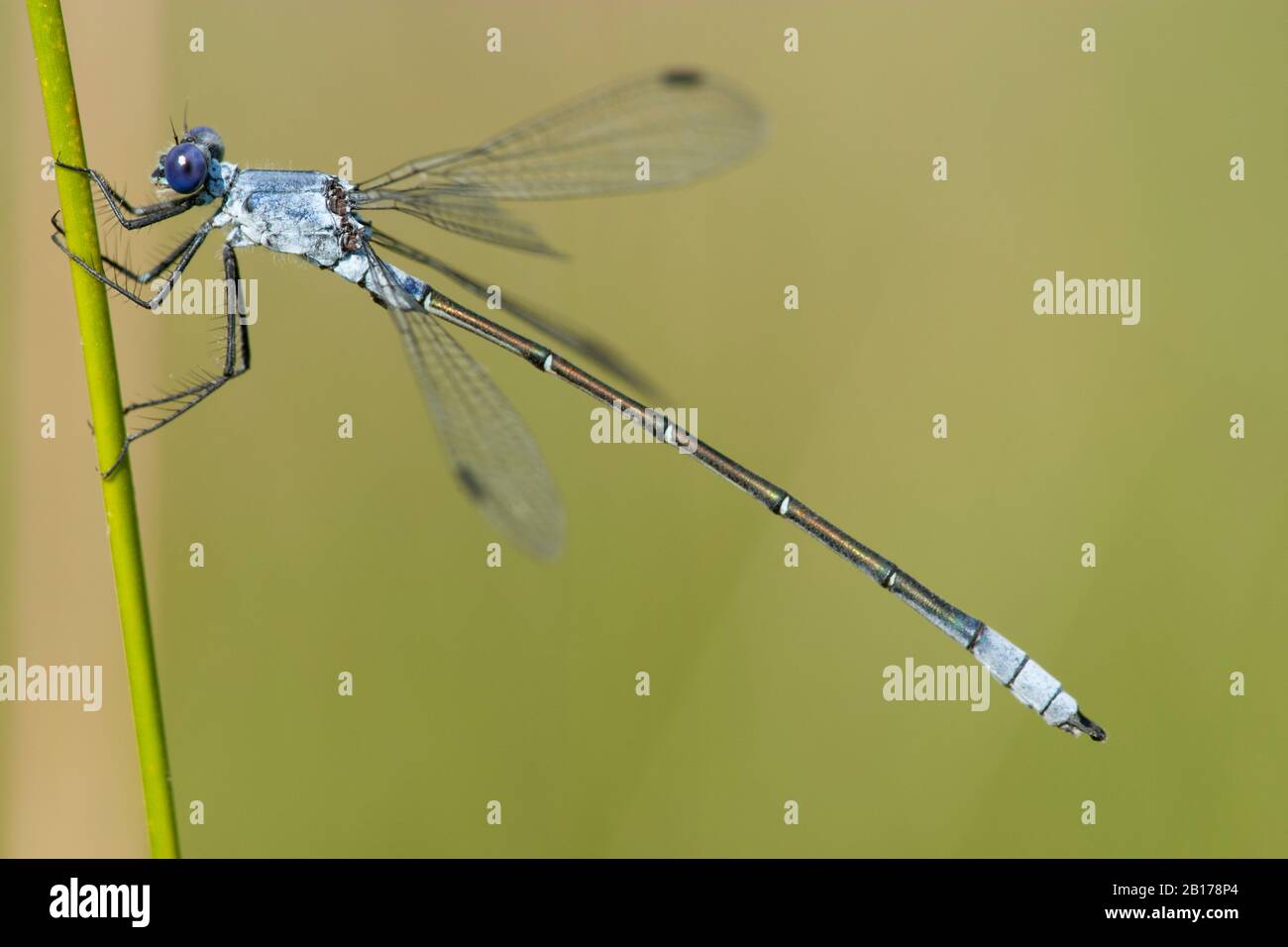 dusky emerald damselfly (Lestes macrostigma), male at a stipe, side ...