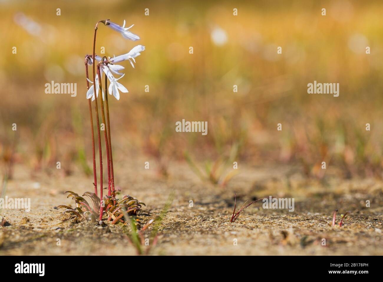water lobelia (Lobelia dortmanna), blooming, Netherlands, Drenthe ...