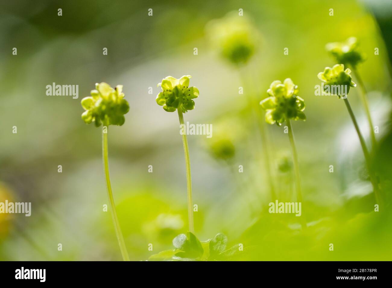 Moschatel, Five-faced bishop, Hollowroot, Muskroot, Townhall clock ...
