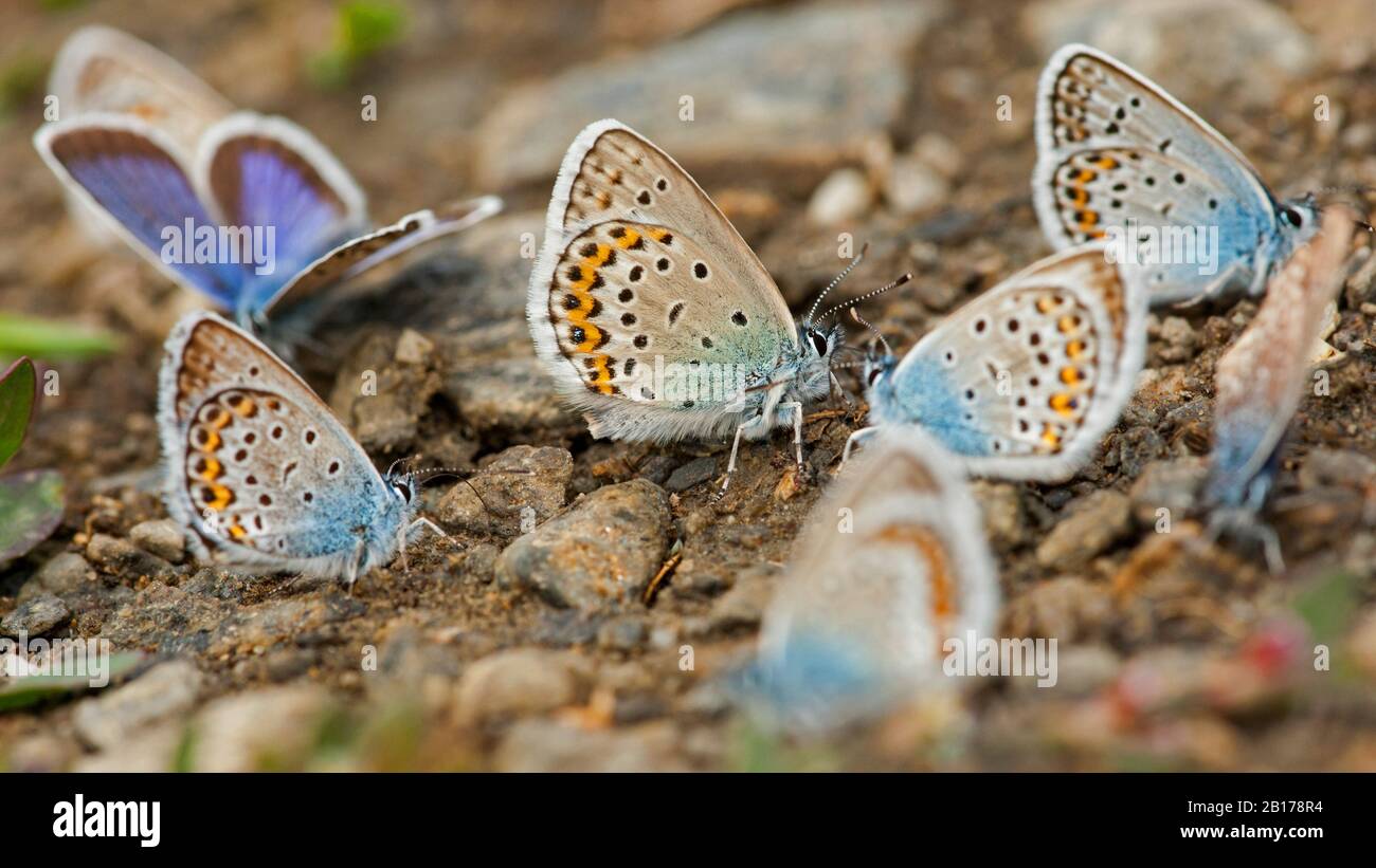 Silver-studded blue (Plebejus argus, Plebeius argus), group of males ...