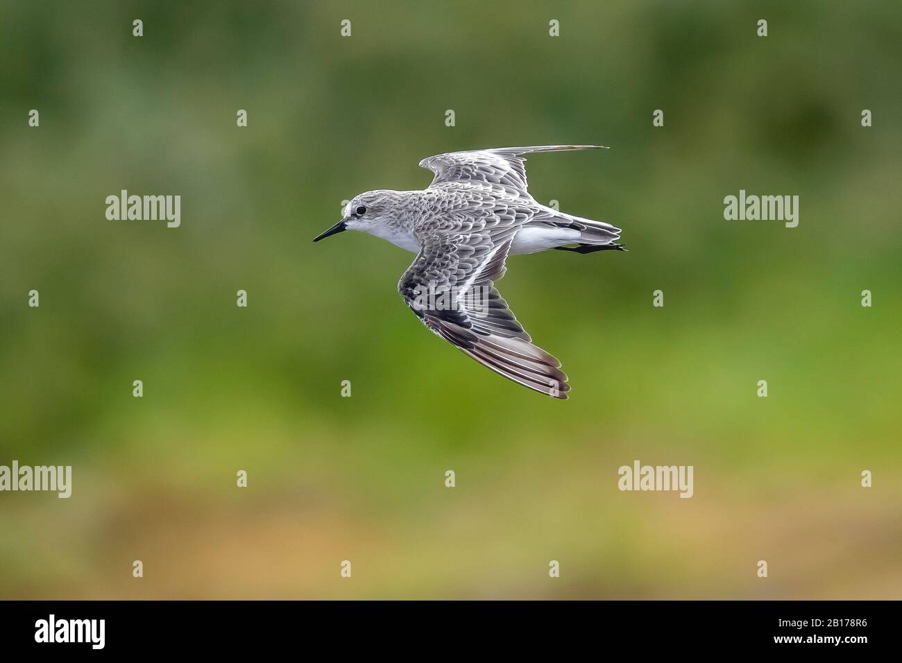 little stint (Calidris minuta), flying over Caboo da Praia, Azores ...