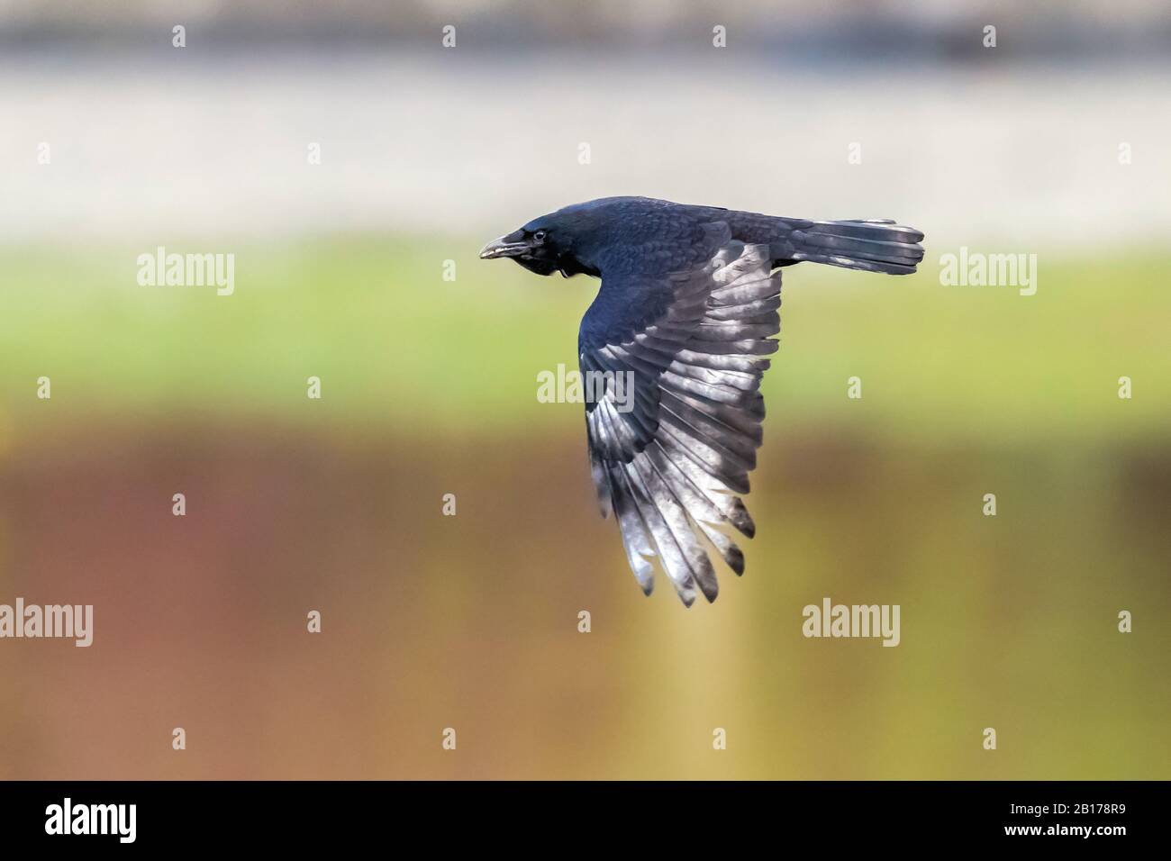 Carrion crow flying hi-res stock photography and images - Alamy