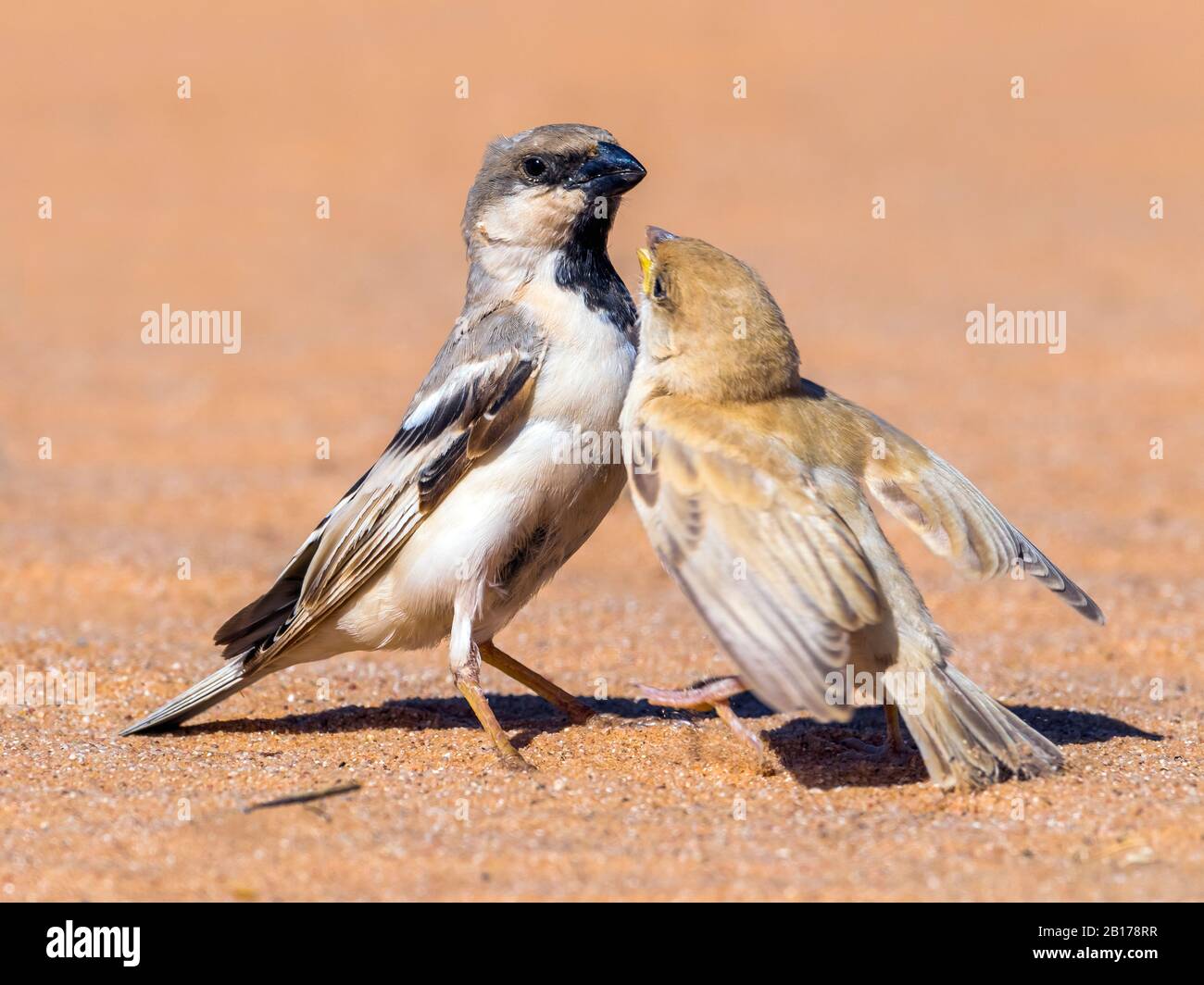 Passer simplex hi-res stock photography and images - Alamy
