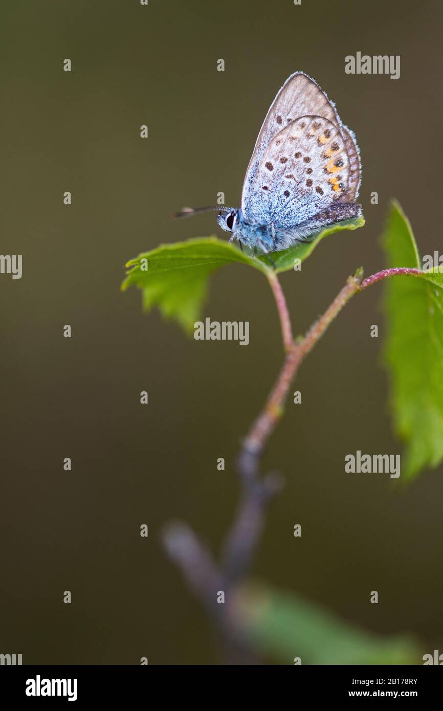 Silver-studded blue (Plebejus argus, Plebeius argus), male sitting on a ...