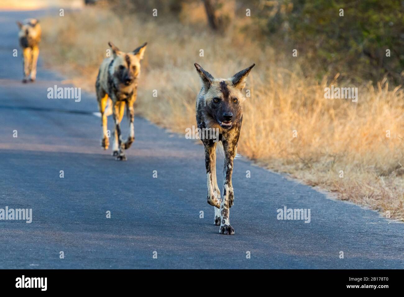 The african wild dog a predator hi-res stock photography and images - Alamy