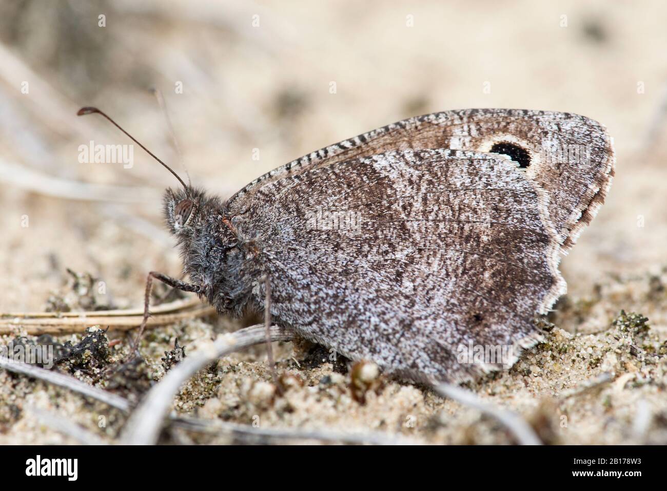 tree grayling (Hipparchia statilinus, Neohipparchia statilinus), imago ...