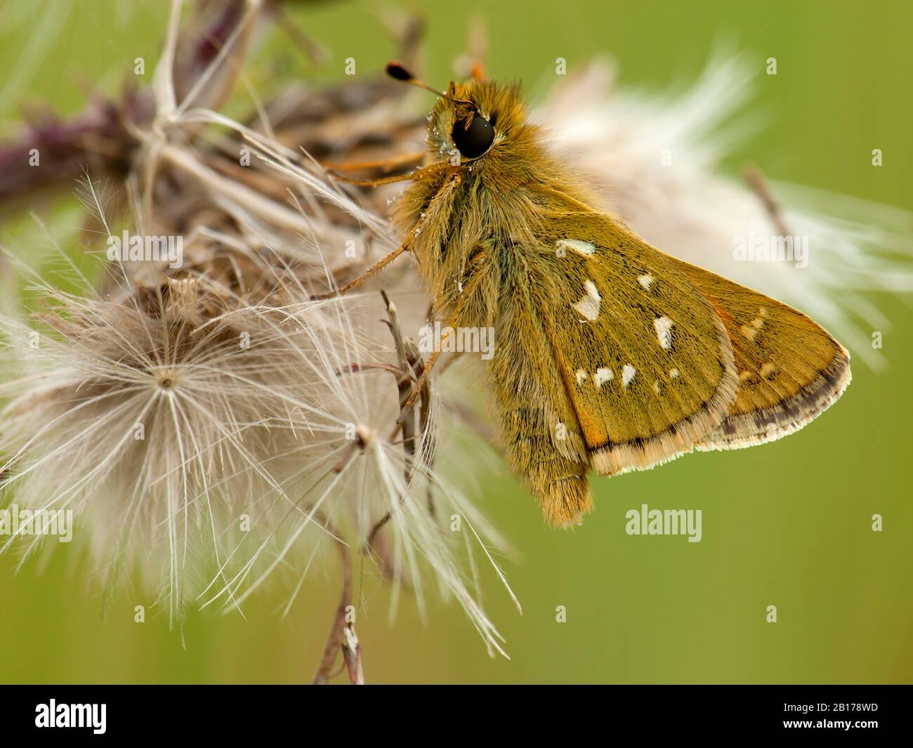 Silver-spotted skipper, Common branded skipper, Holarctic grass skipper ...