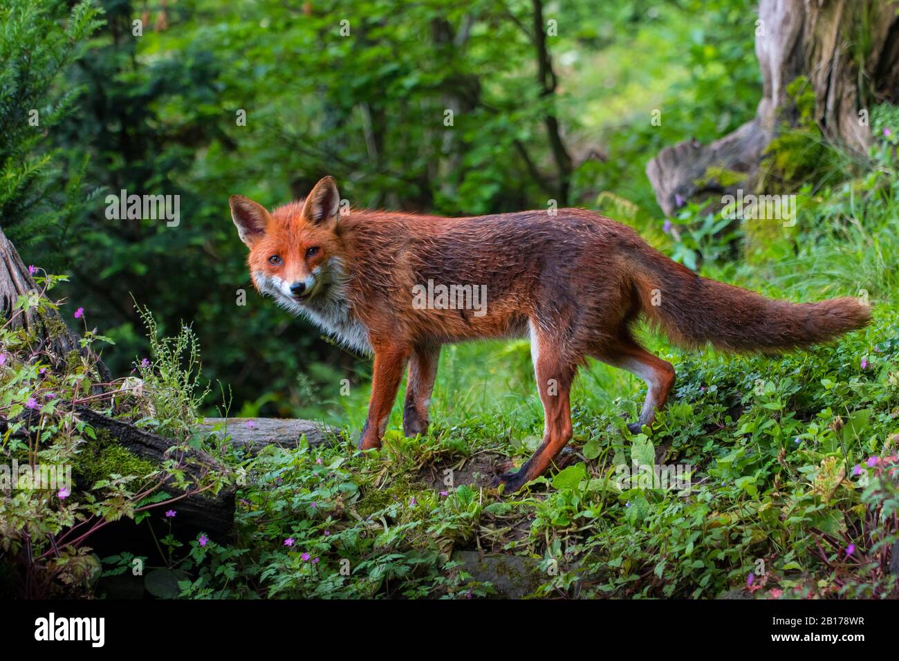 red fox (Vulpes vulpes), foraging in a forest, Switzerland, Sankt ...