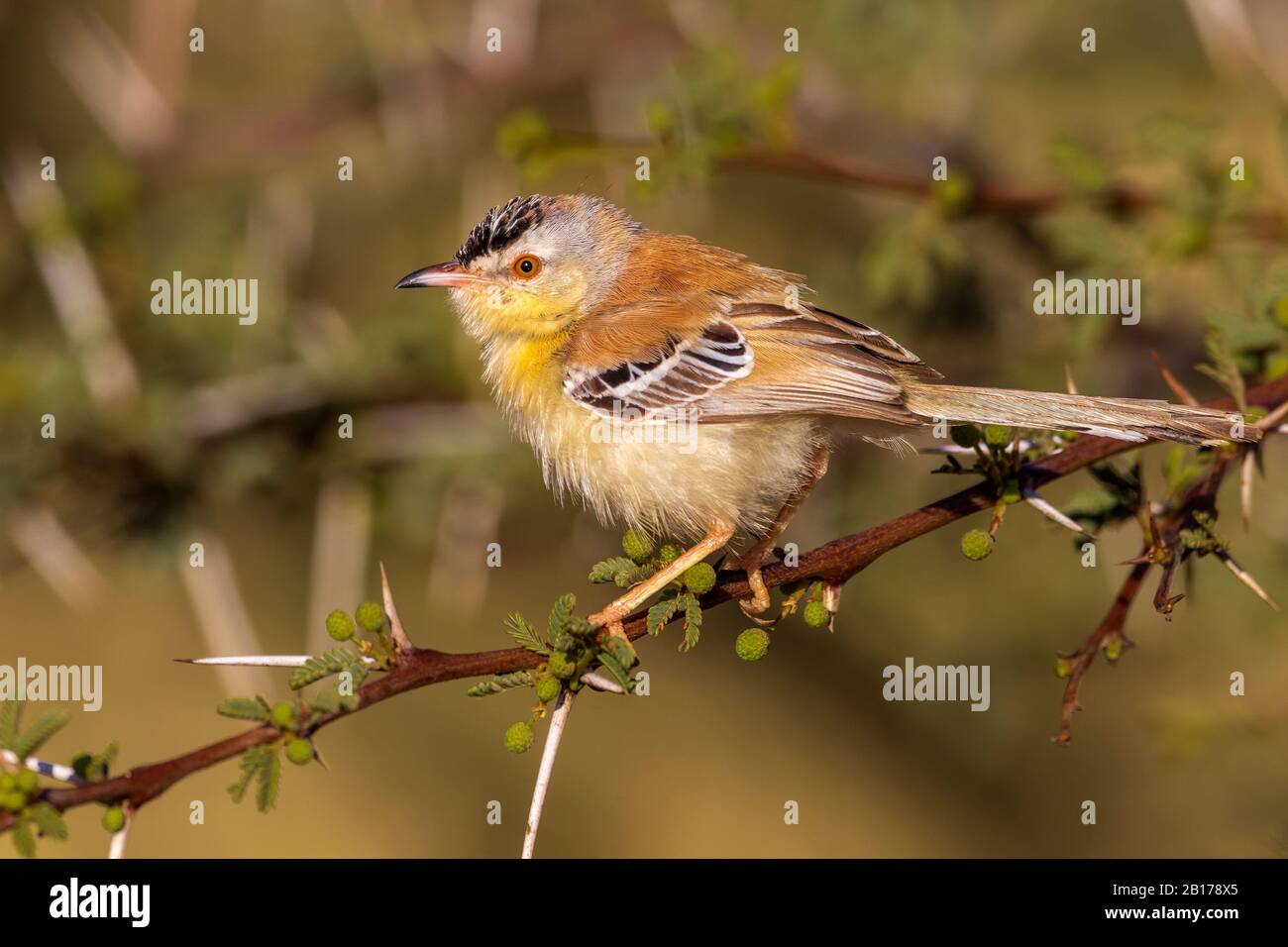 cricket warbler (Spiloptila clamans), on a branch, Sahara Stock Photo ...